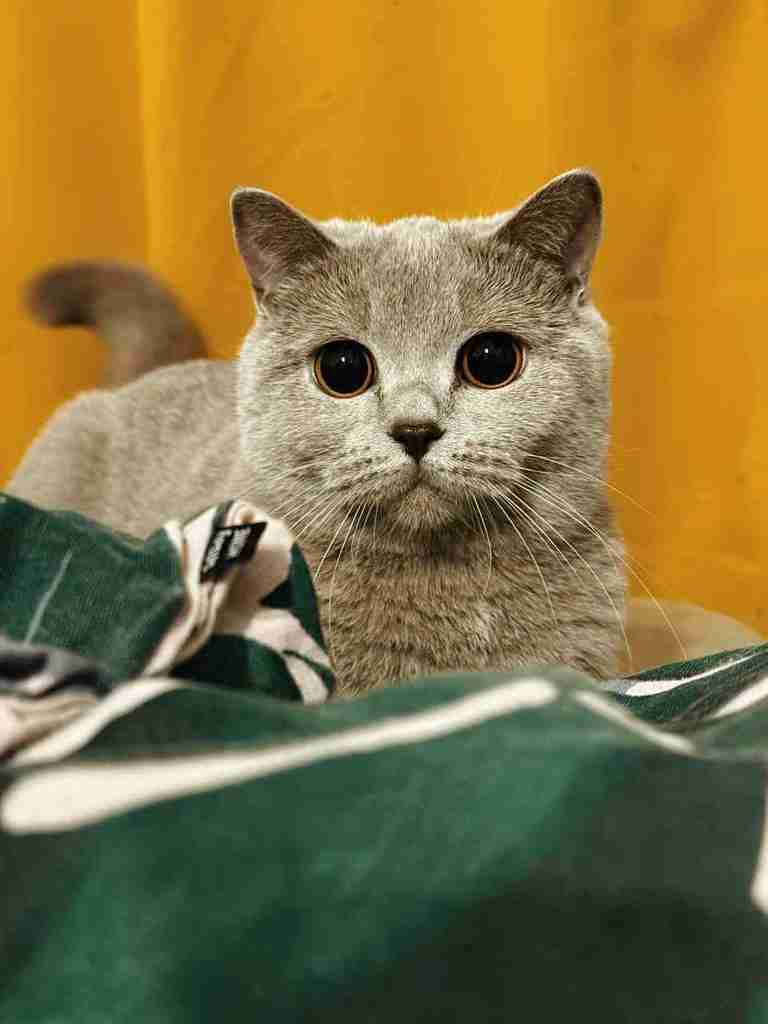 Scramble Sunday 2024: Celebrity Cat Daddy Steals the Spotlight ...